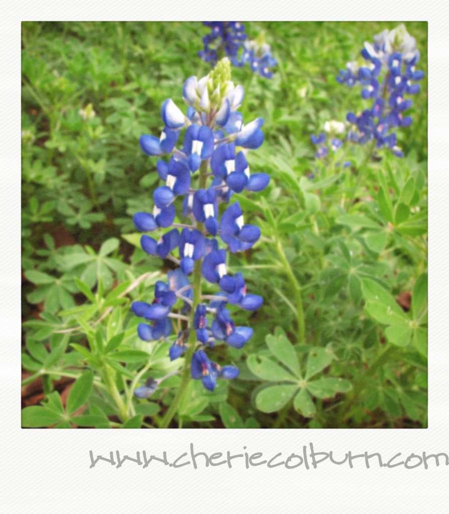 Mike Shoup | cherie foster colburn